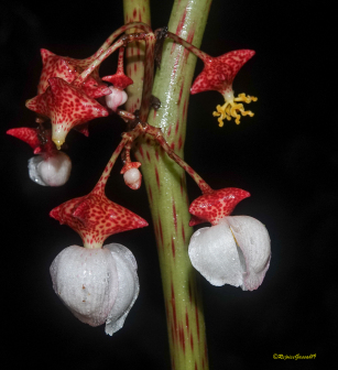 Begonia roxburghii_百度百科