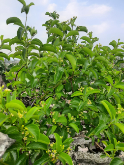 Decalepis hamiltonii_百度百科