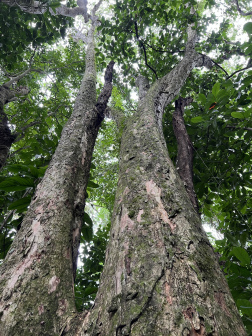 Terminalia acuminata_百度百科