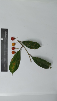 Ficus sinuata_百度百科