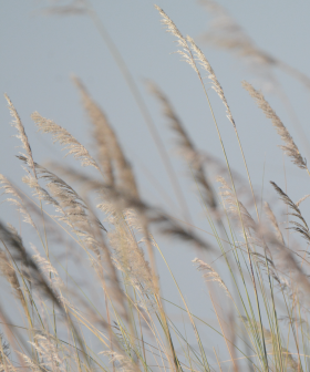 Miscanthus junceus_百度百科