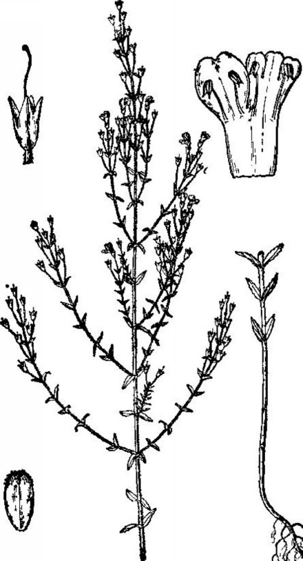 脐草属_百度百科