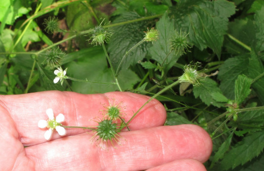 Geum canadense_百度百科