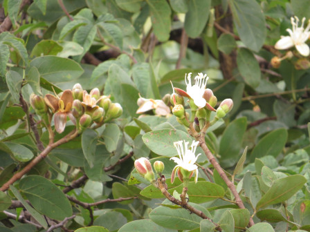 Hymenaea stigonocarpa_百度百科