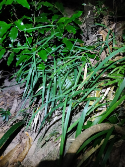 Oryza neocaledonica_百度百科