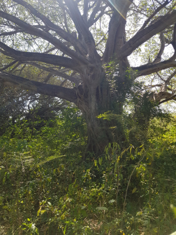 Ficus cotinifolia_百度百科