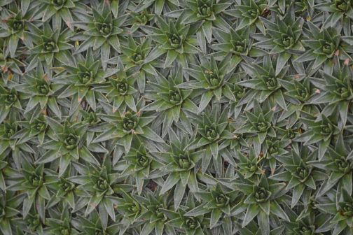 Plantago rigida_百度百科