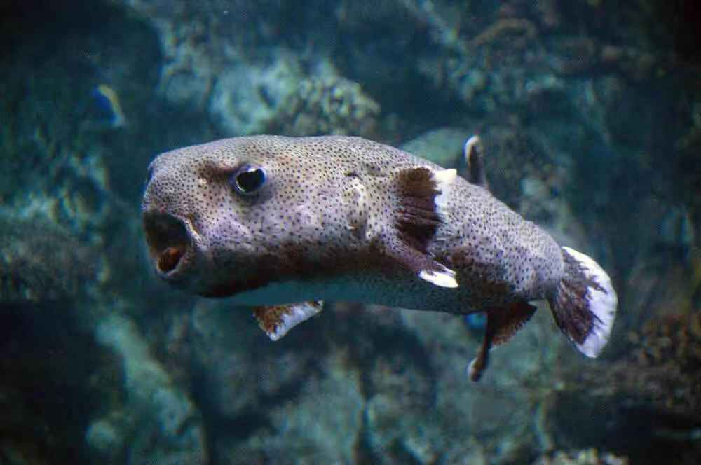 “多宝多福”的多宝鱼，中国人用“蒸”的方式使这外来鱼具有中国_百科TA说