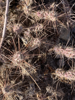 Grusonia grahamii_百度百科