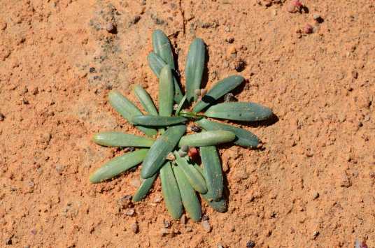Gethyllis lata_百度百科