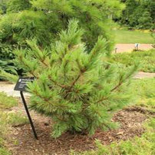 Pinus strobiformis 'Coronado'_百度百科