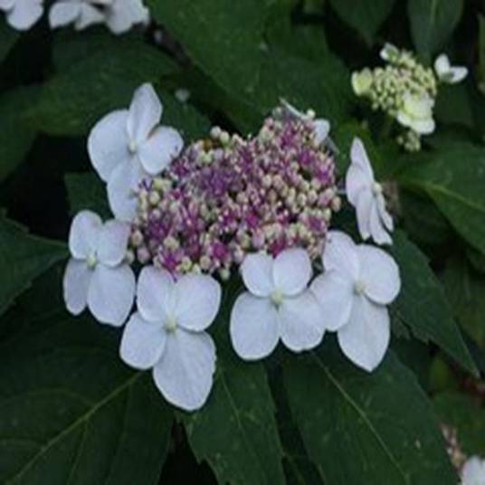 Hydrangea macrophylla 'Tokyo Delight'_百度百科