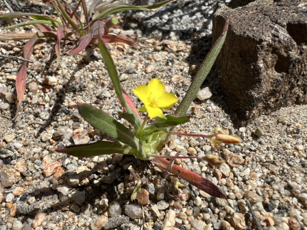 Tetrapteron palmeri_百度百科