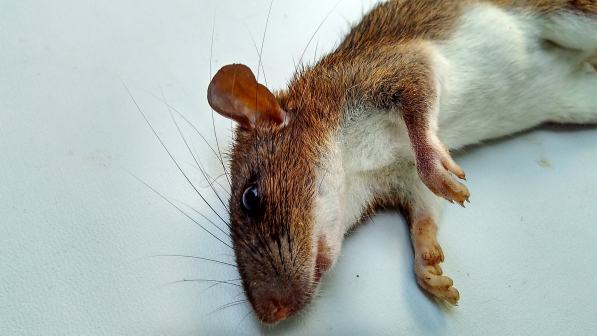 红毛王鼠_百度百科