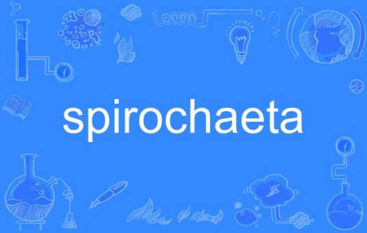 spirochaeta_百度百科