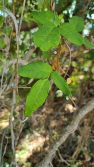Boquila trifoliolata_百度百科