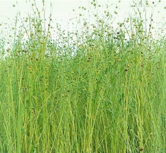 NORALTA_百度百科