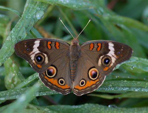 紫线钩蛾_百度百科