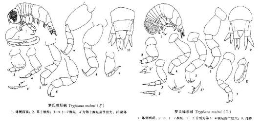梦氏喙形戎_百度百科