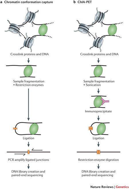 CHIP-seq_百度百科