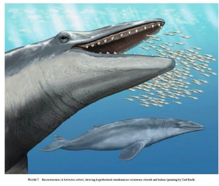 古鲸亚目_百度百科