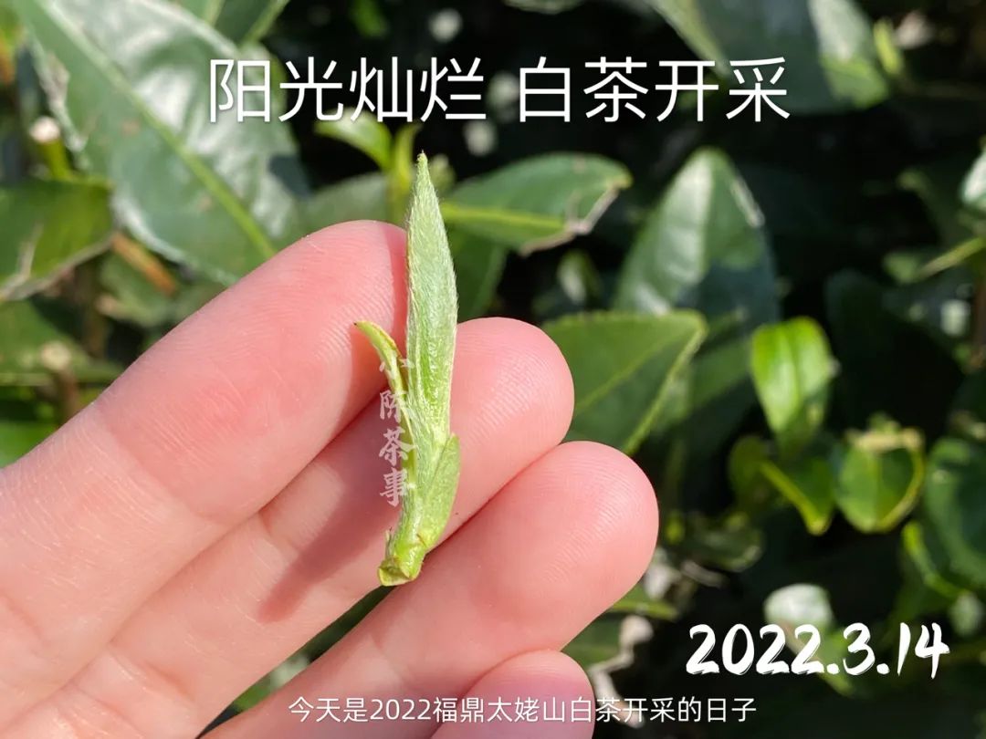 白毫银针、白牡丹、贡眉、寿眉，4个等级的白茶香气滋味有何不同_百科TA说