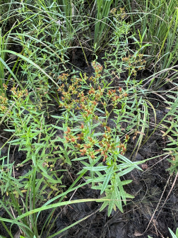 Hypericum adpressum_百度百科