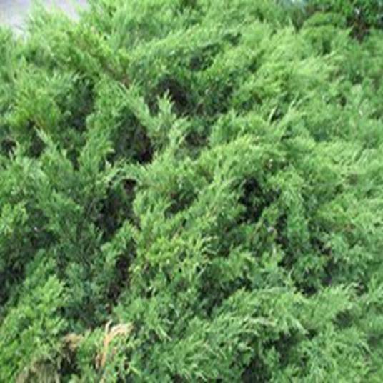 Juniperus sabina_百度百科