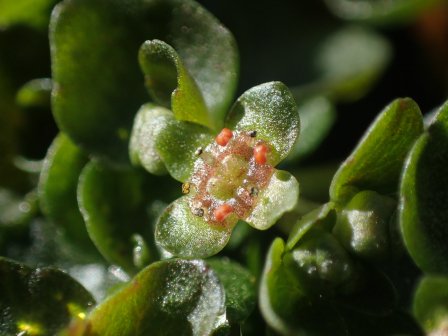 Chrysosplenium americanum_百度百科