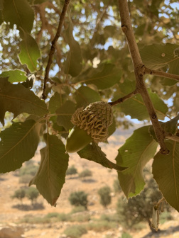 Quercus brantii_百度百科