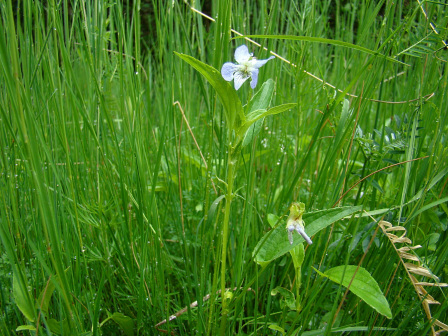 Viola stagnina_百度百科