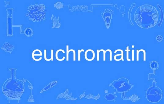 euchromatin_百度百科