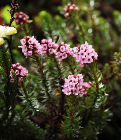 杉叶杜属_百度百科