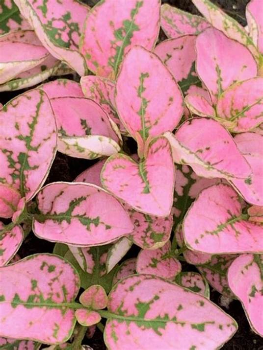 Hypoestes phyllostachya SPLASH SELECT PINK_百度百科