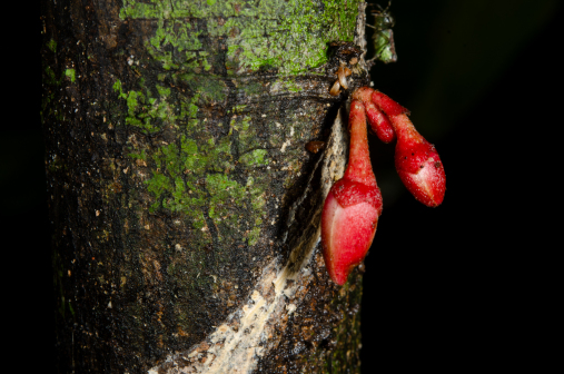 Sirdavidia solannona_百度百科