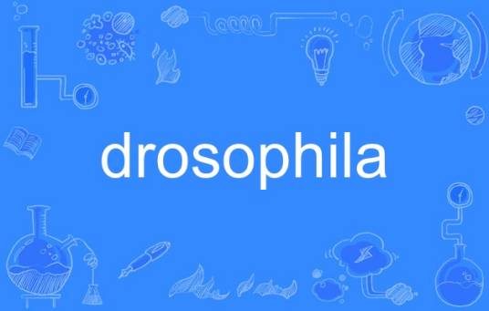 drosophila_百度百科