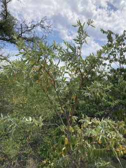 Terminalia sericea_百度百科