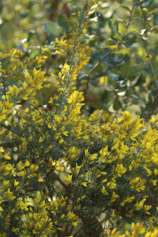 Ulex argenteus_百度百科