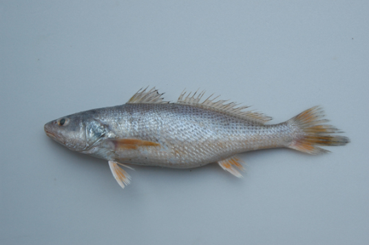 黄唇鱼肝_百度百科