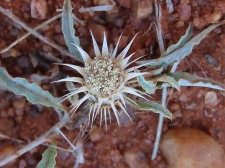 Dicoma capensis_百度百科