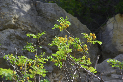 Leucaena retusa_百度百科
