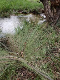Miscanthus junceus_百度百科