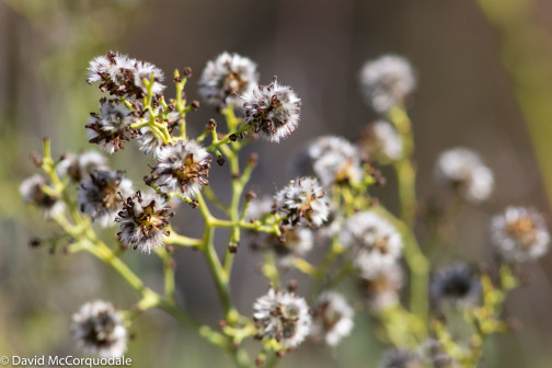 Stirlingia latifolia_百度百科