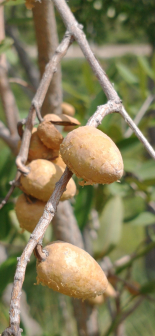 Qualea parviflora_百度百科