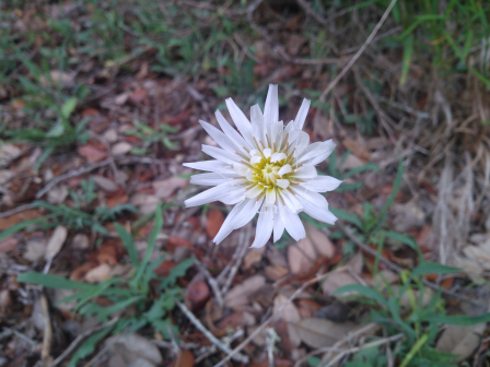 Pinaropappus roseus_百度百科