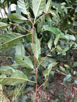 Terminalia acuminata_百度百科