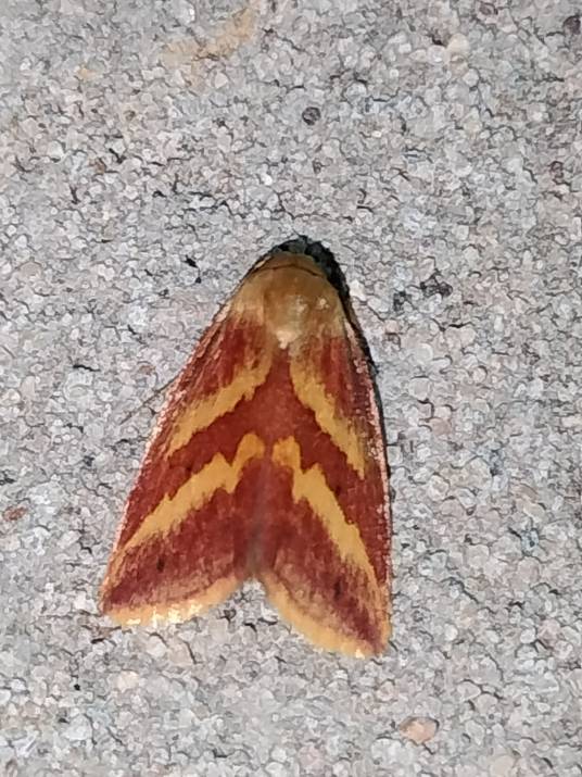 蝠蛉夜蛾_百度百科