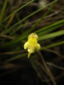 Genlisea tuberosa_百度百科