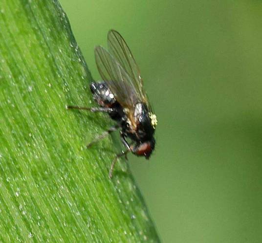 黑尾金粉蝇_百度百科