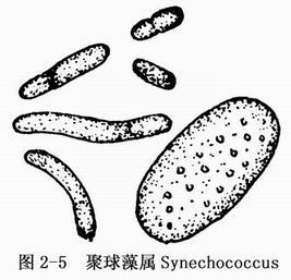 色球藻目_百度百科